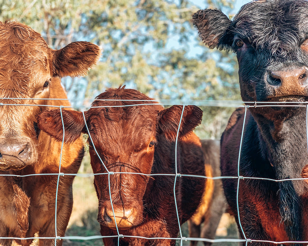 What’s the Carbon Footprint of the Foods We Eat? - Recycle Track Systems